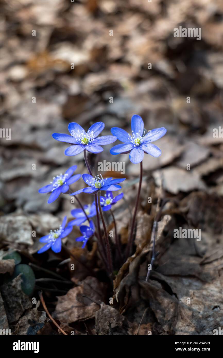 a close up of common hepatica Stock Photo - Alamy