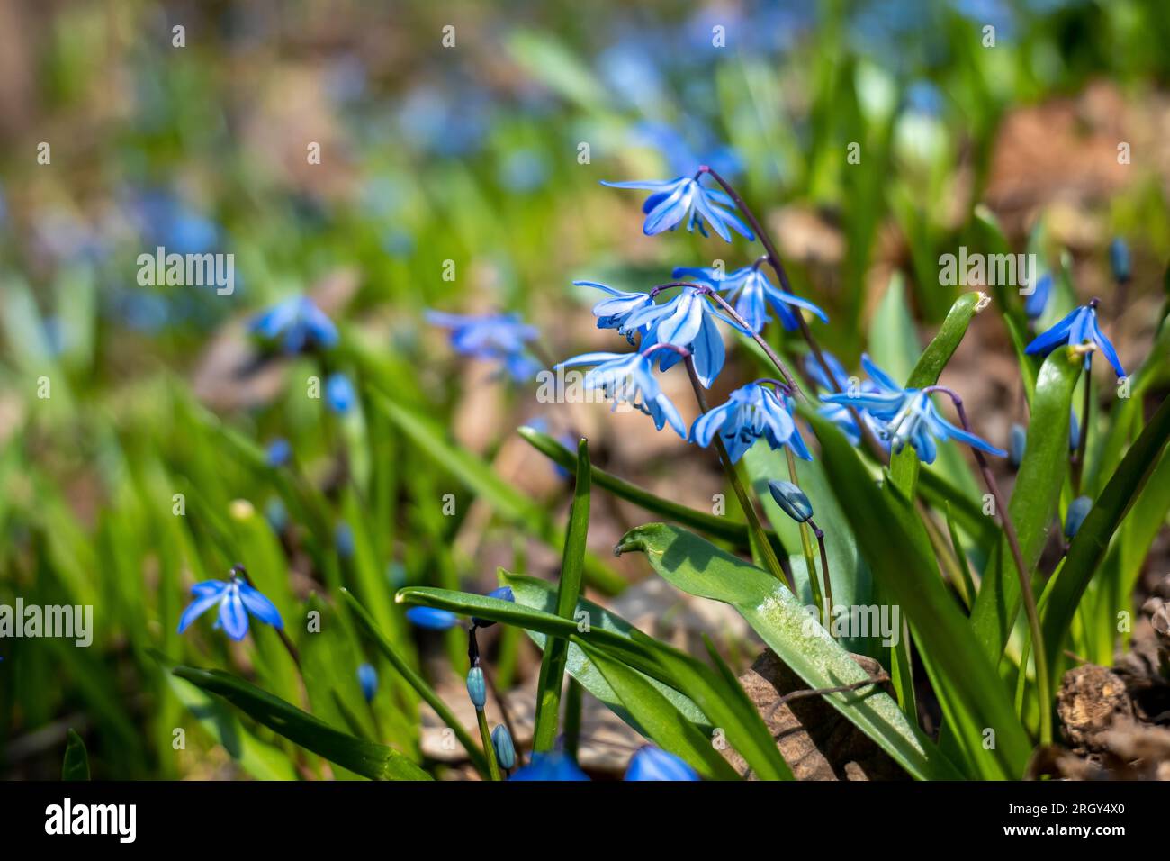 Siberian squil hi-res stock photography and images - Alamy