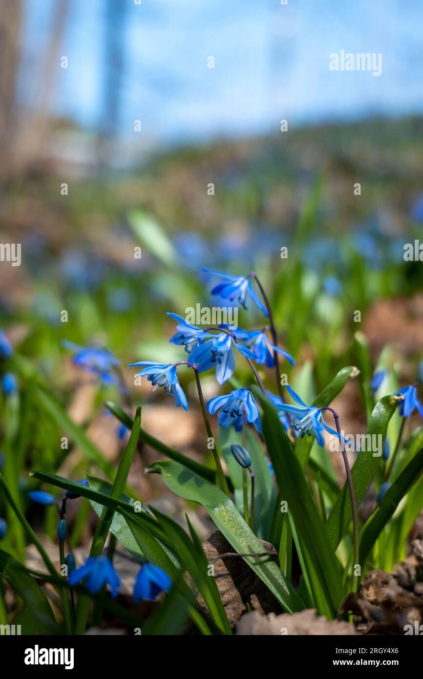 Siberian squil hi-res stock photography and images - Alamy