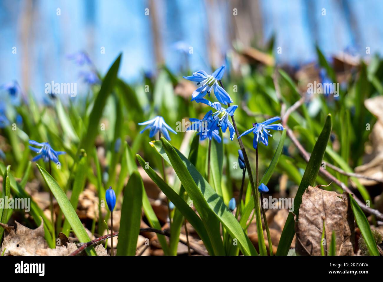 Squil hi-res stock photography and images - Alamy