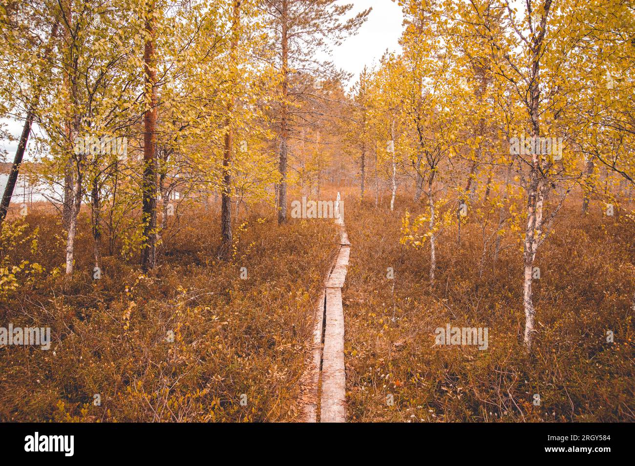 a wooden path going through wetlands and forest. hiking concept Stock ...