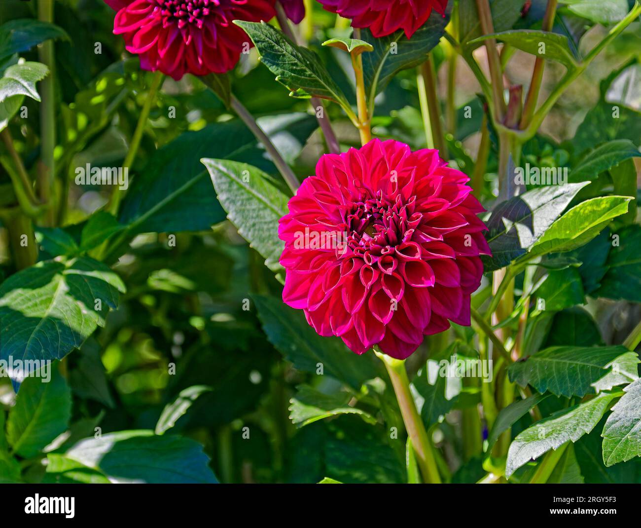 dahlia flowers, rose-red, green leaves, contrast, herbacaous perennial ...