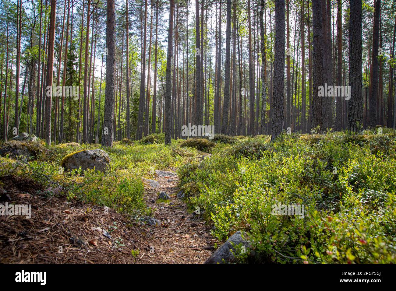 a small path going through beautiful green pine tree forest Stock Photo ...