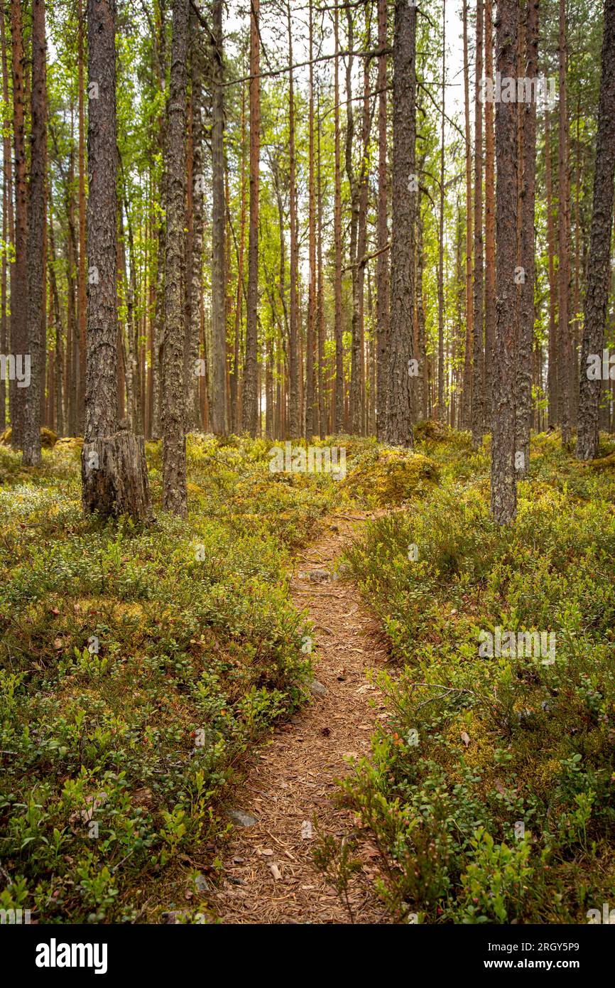 a small path going through beautiful green pine tree forest Stock Photo ...