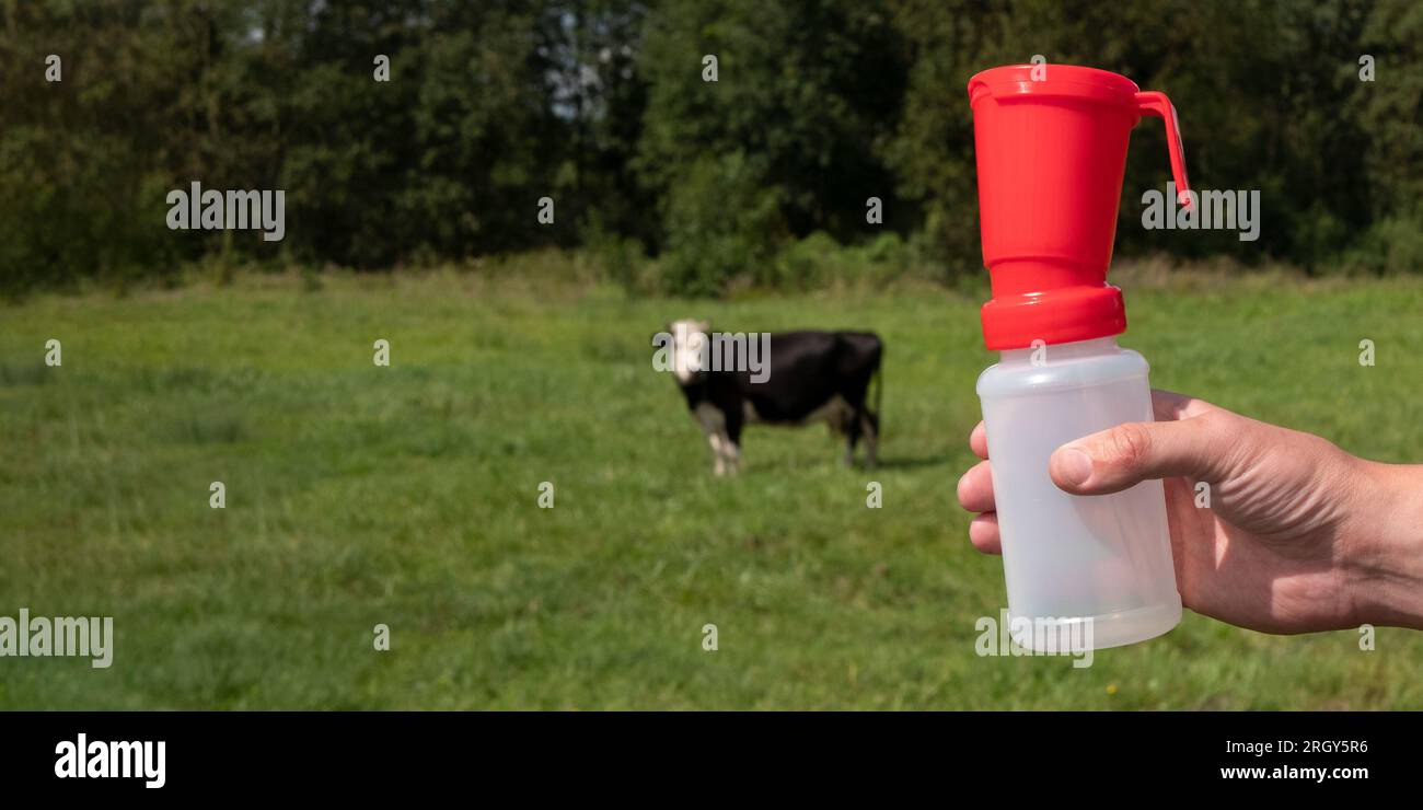 Hand of farmer holding a teat dip cup for udder cow disinfection on the ...