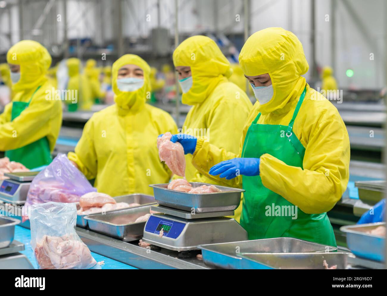 Worker weighing a raw chicken for packing at factory Stock Photo - Alamy