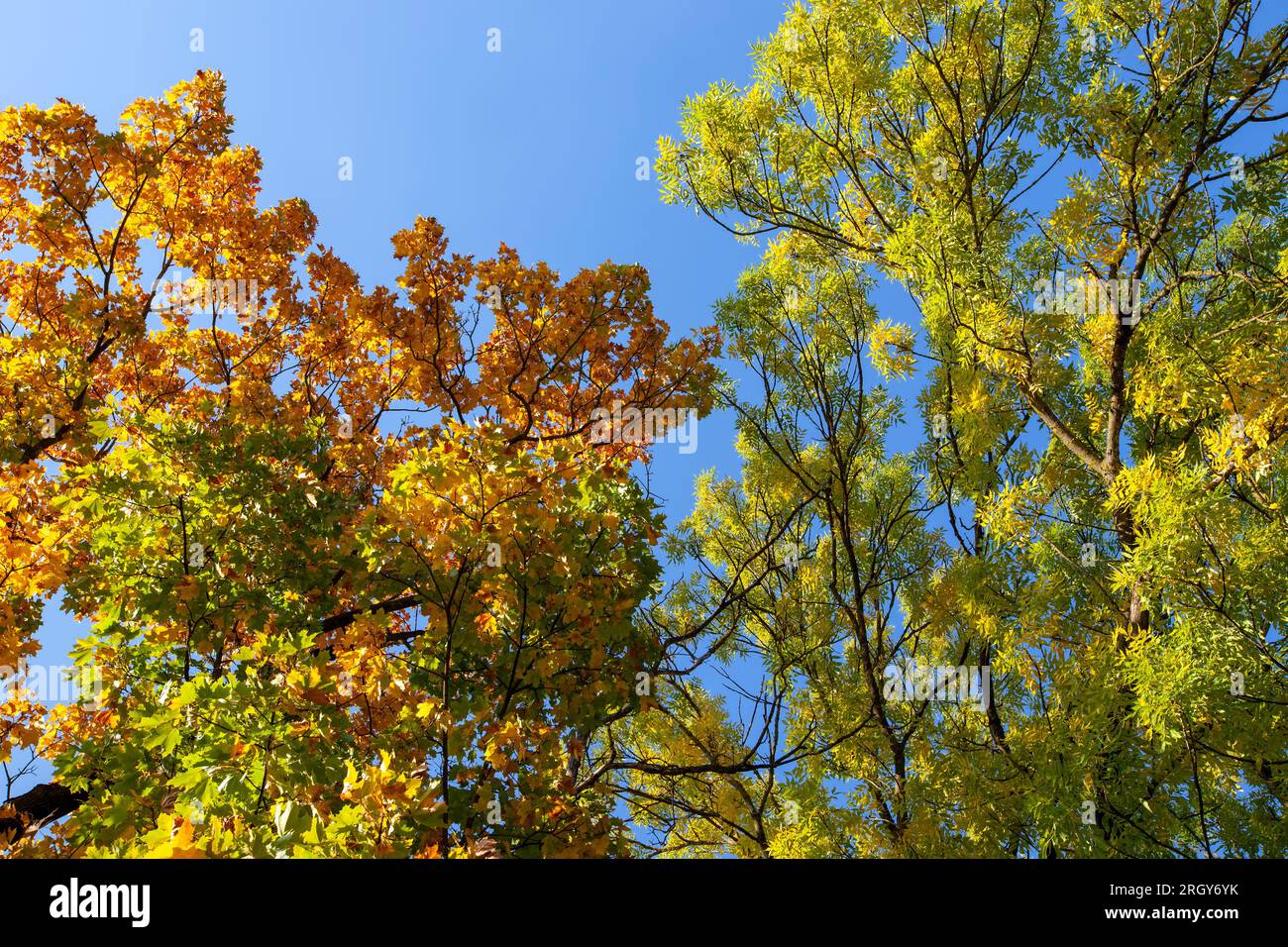 oak foliage turning yellow in autumn during leaf fall, oak tree with ...