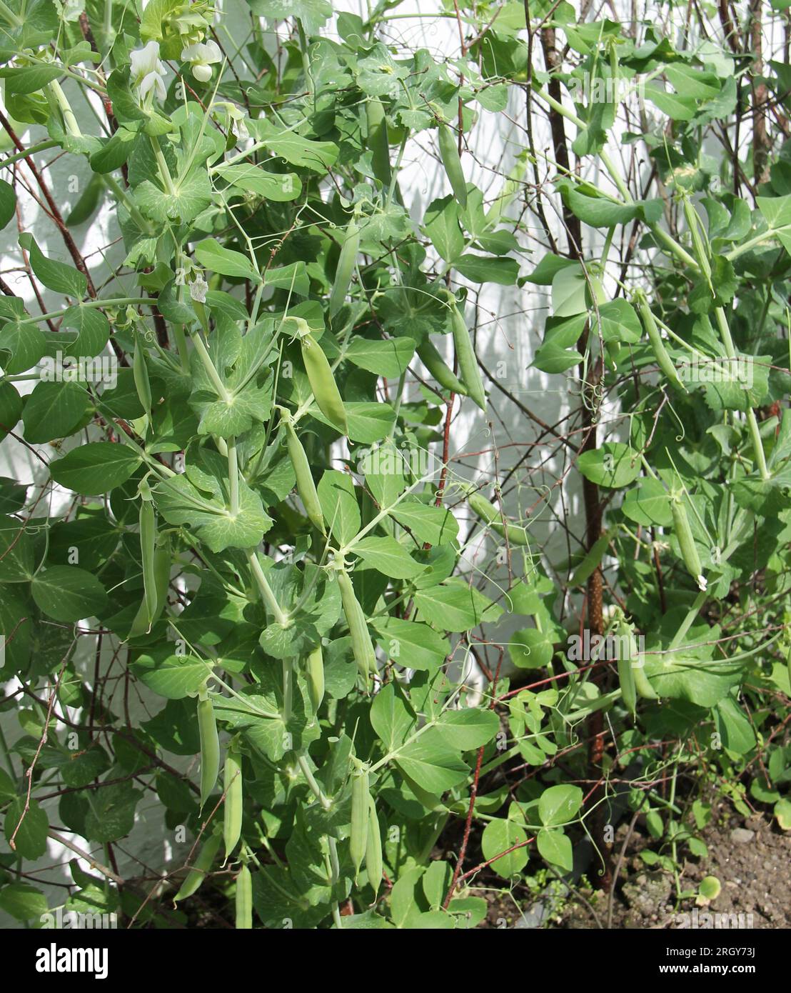 Pea pods growing hi-res stock photography and images - Alamy