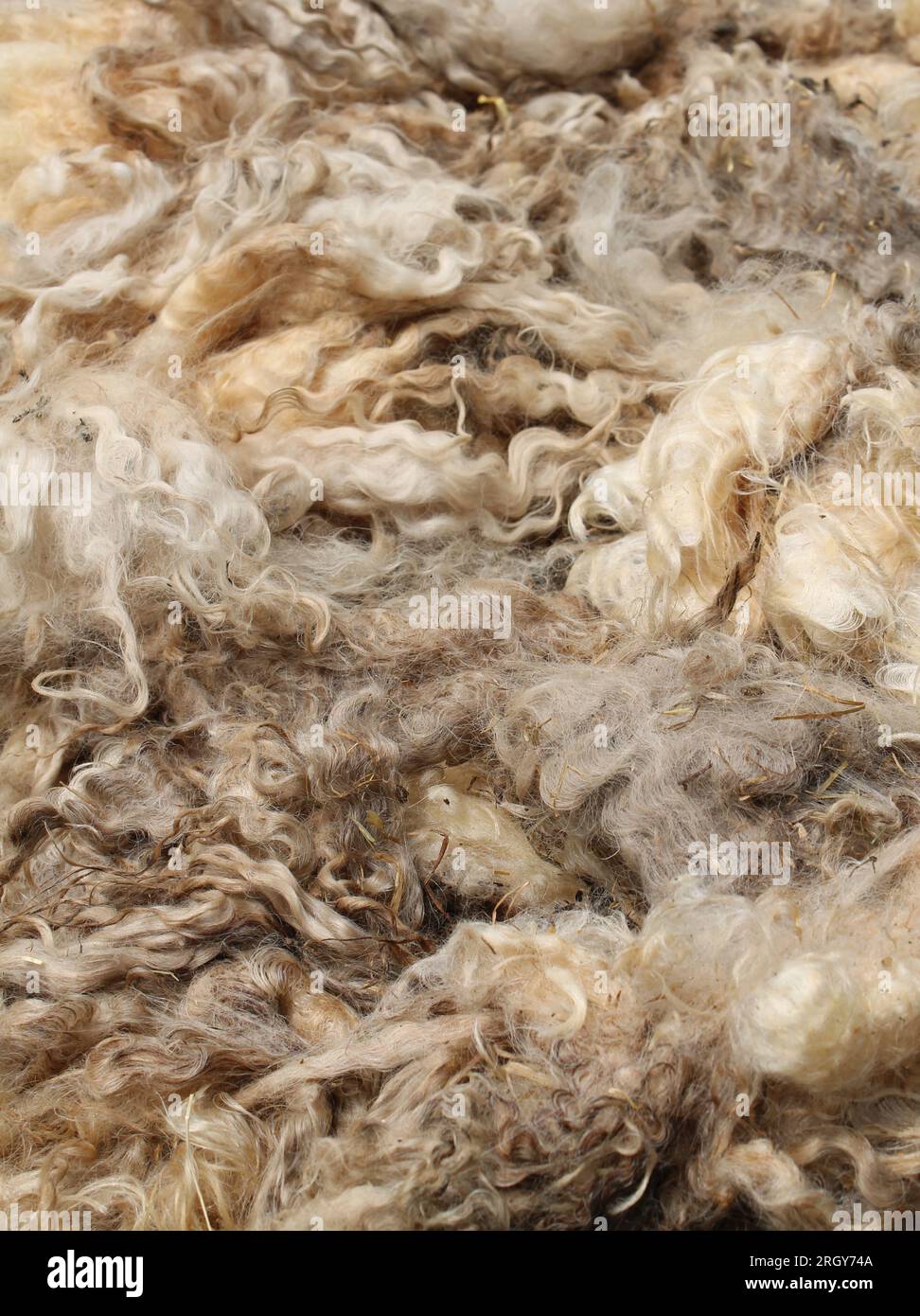A Display of Wool Taken from a Adult Sheep Stock Photo - Alamy