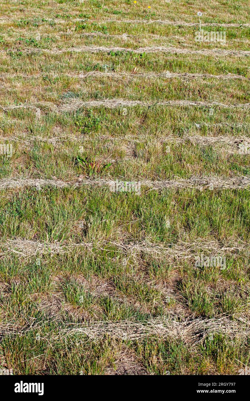 mown dried grass for feeding livestock on the farm, harvesting and use ...
