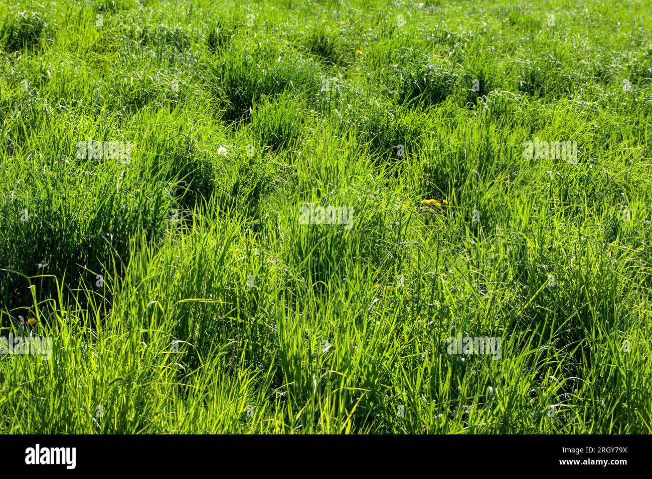 agricultural field with grass and other plants, summer season with ...