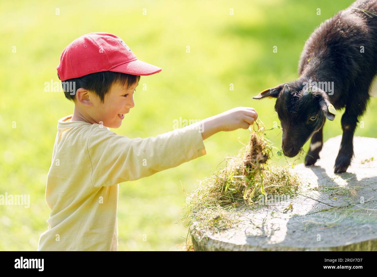 Boy with goat zoo hi-res stock photography and images - Alamy