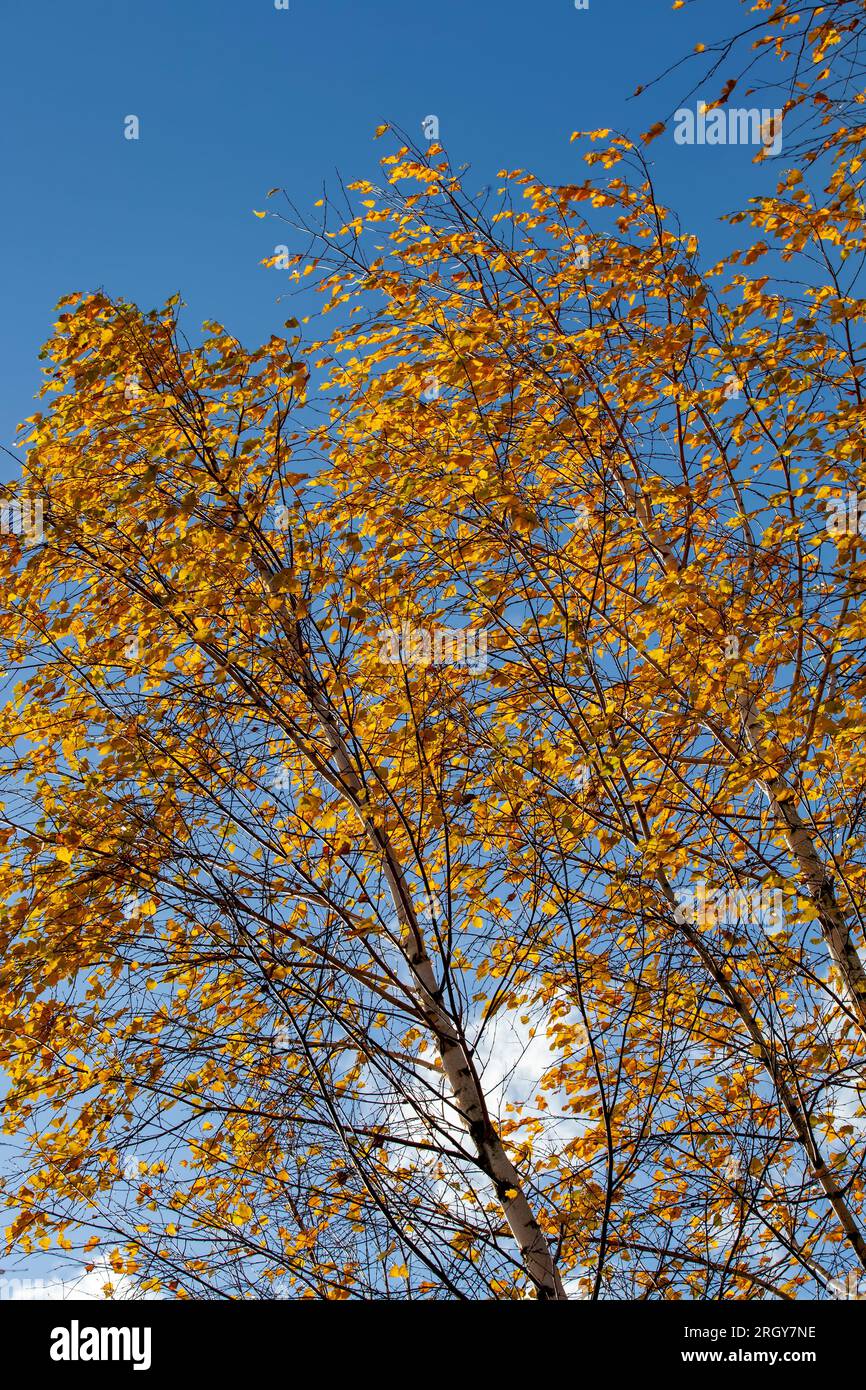 birch trees with orange foliage in the autumn season, sunny weather in ...