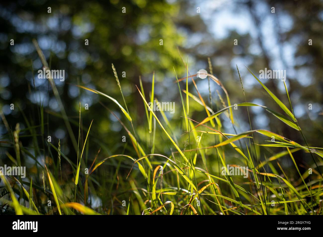 beautiful blurry green hay background. nature and environmental concept ...