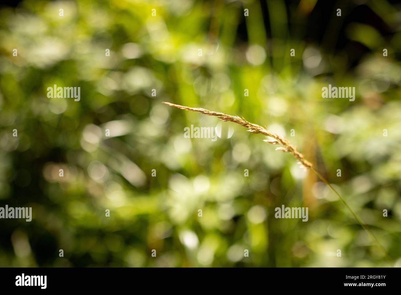 beautiful blurry green hay background. nature and environmental concept ...