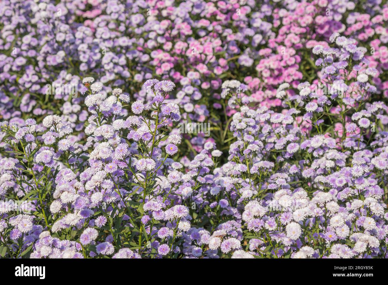 Margaret field hi-res stock photography and images - Alamy
