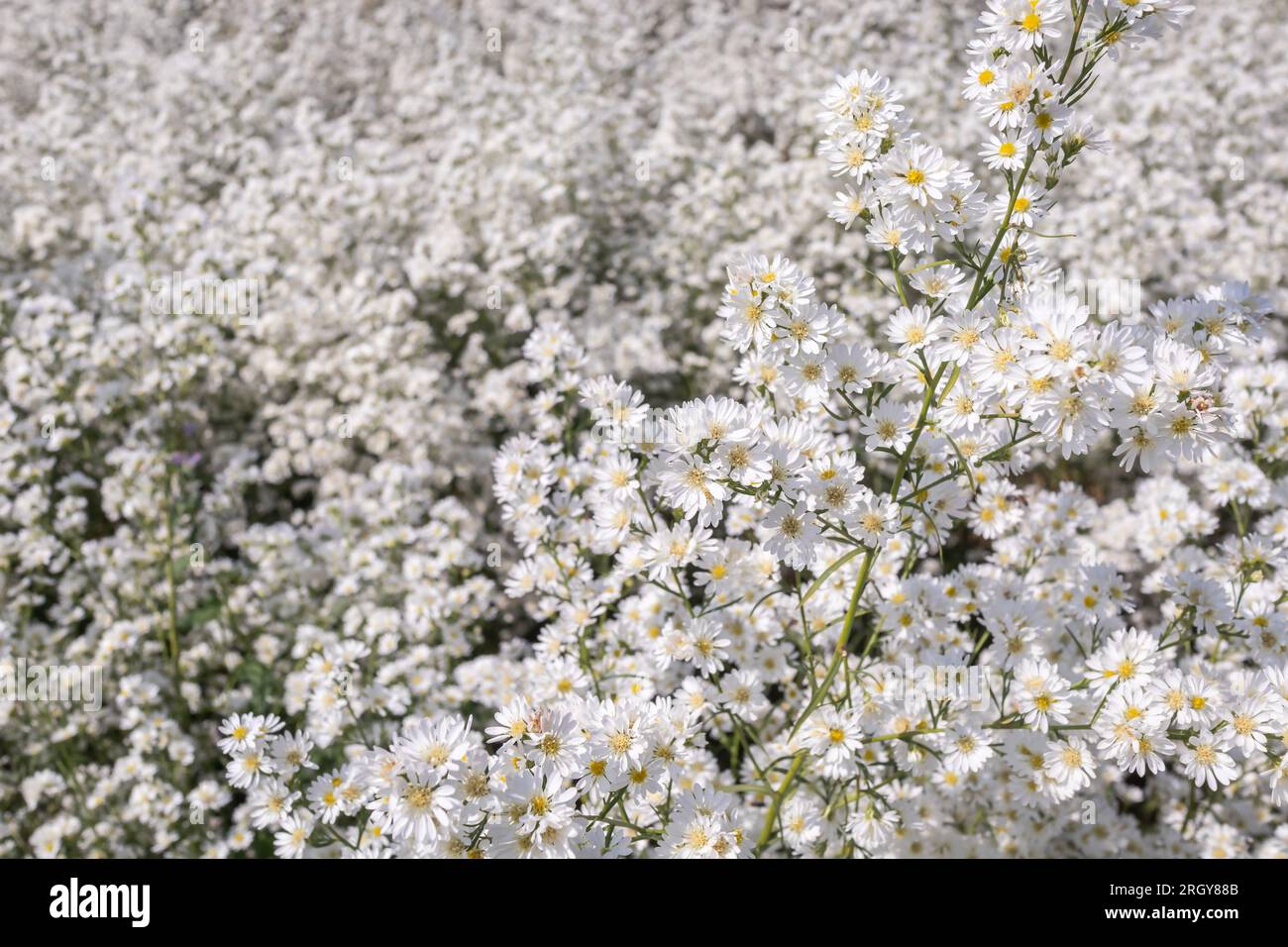 Wallpaper cutter hi-res stock photography and images - Alamy