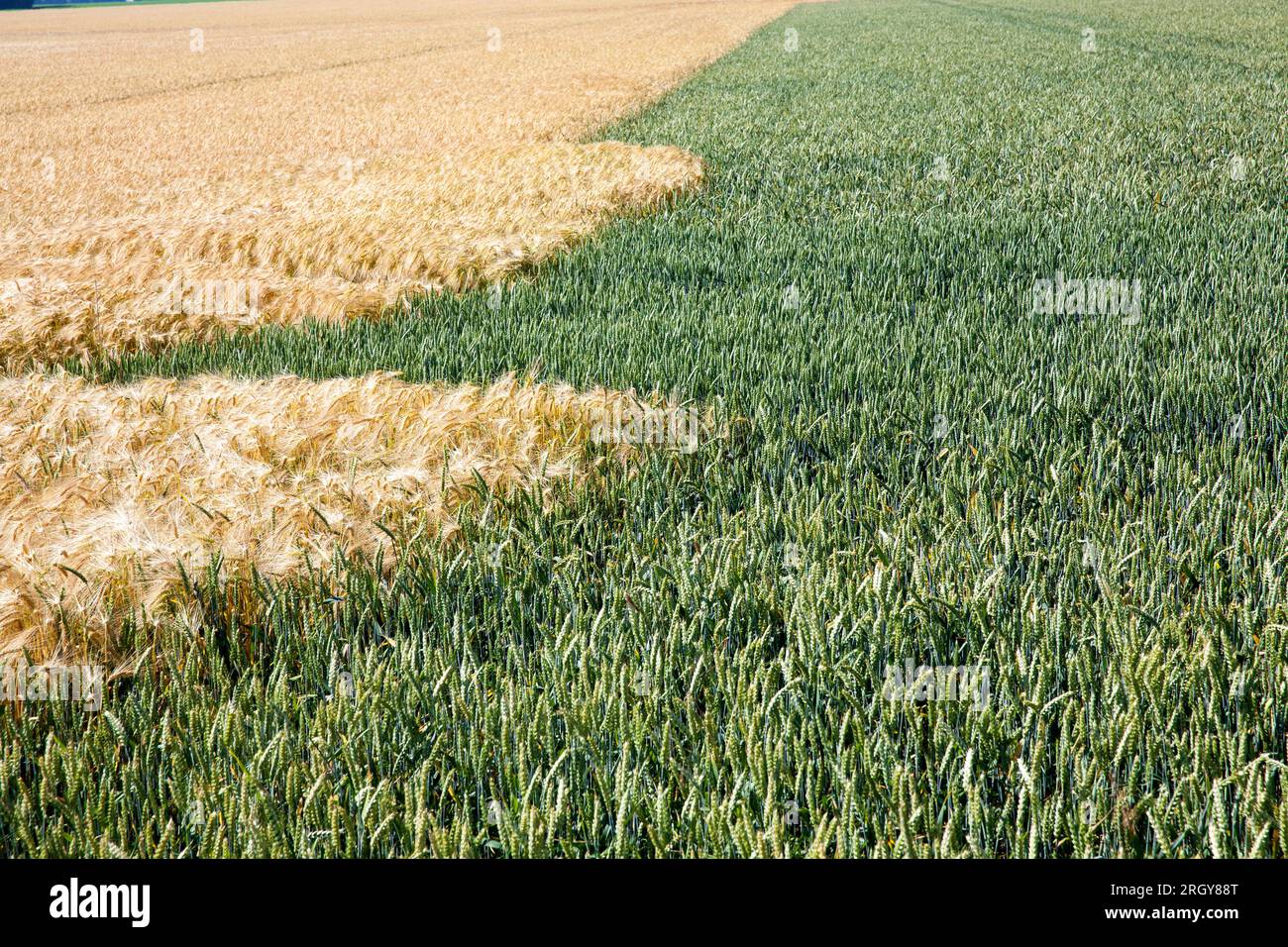 golden-colored ripe wheat in the field, agriculture related to the ...
