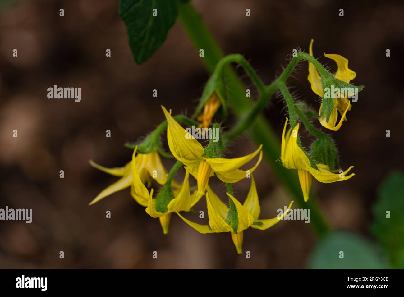 What Are The Yellow Blooms On Tomato Plants at Rodney Swisher blog