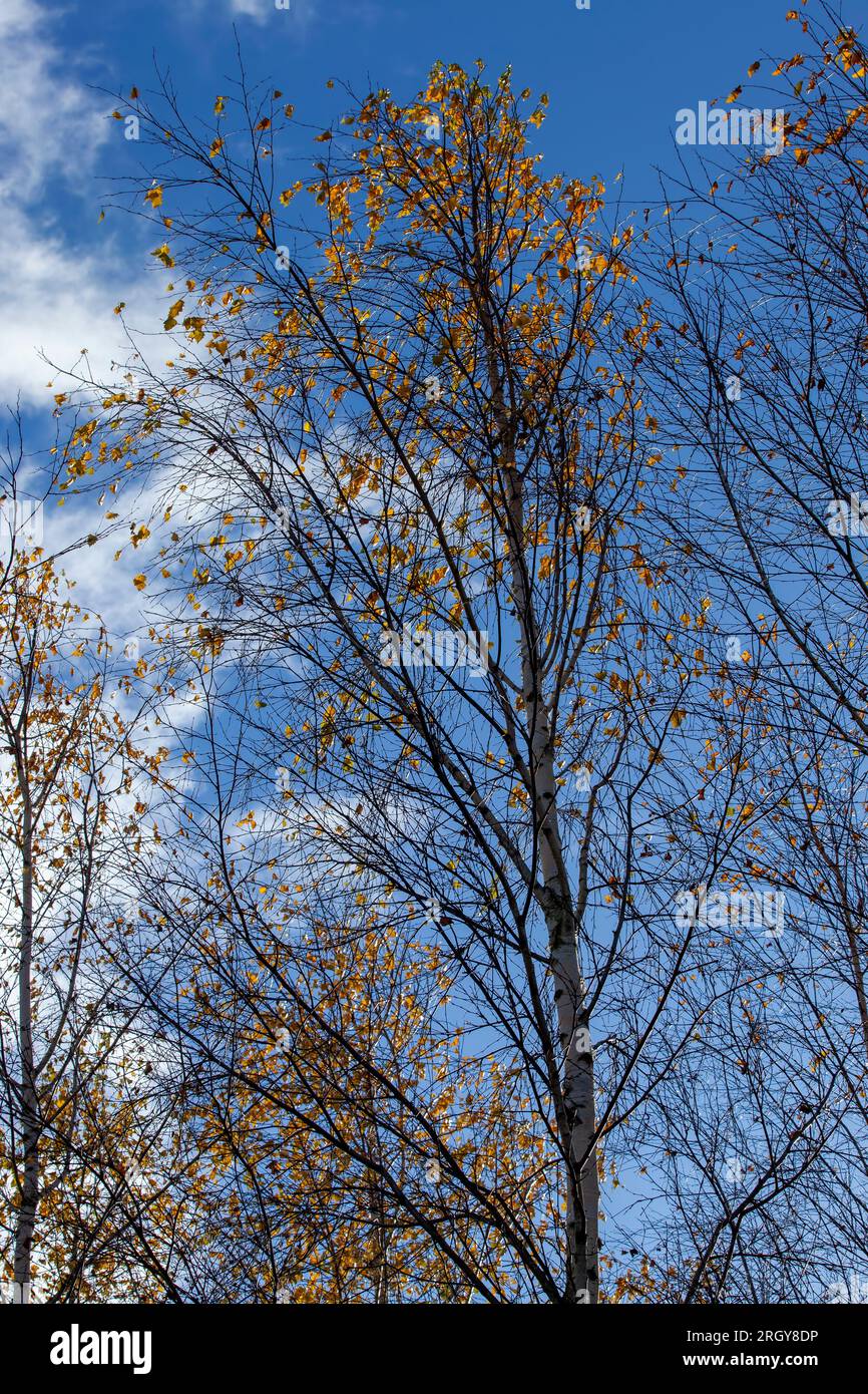 birch trees with orange foliage in the autumn season, sunny weather in ...