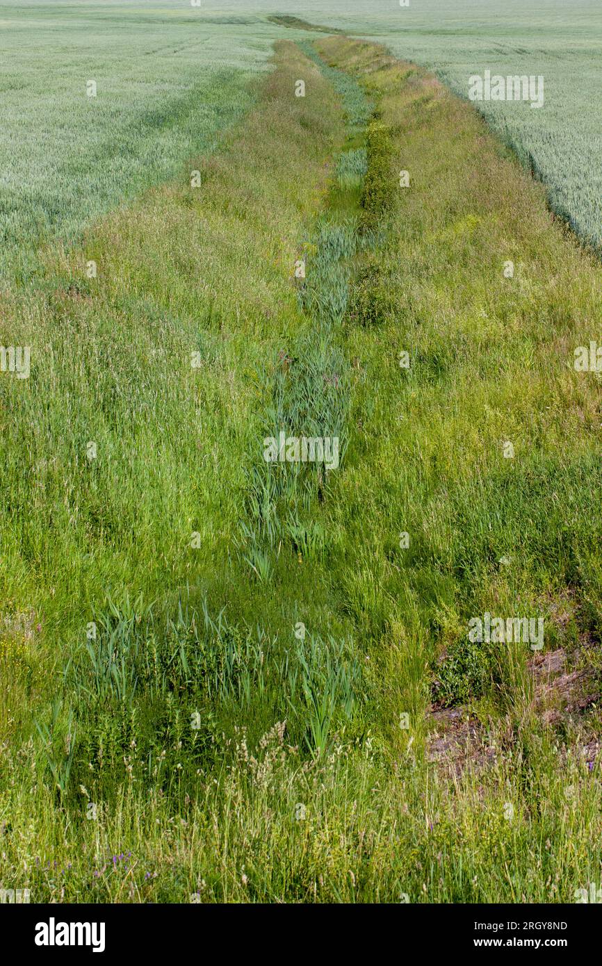 agricultural field with grass and other plants, summer season with ...