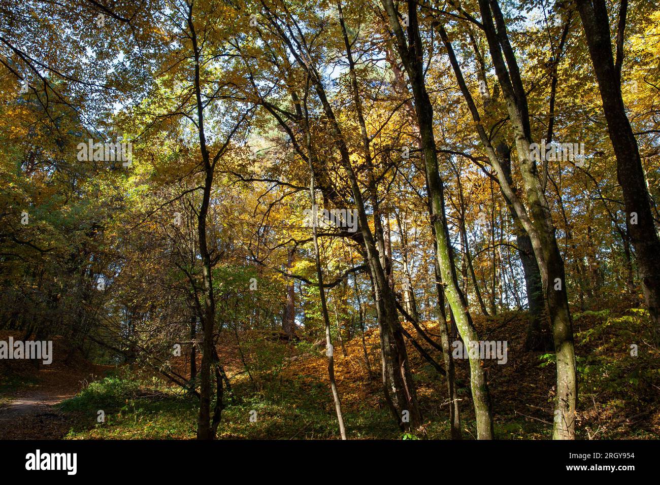 deciduous trees with colorful yellow orange foliage in the autumn ...