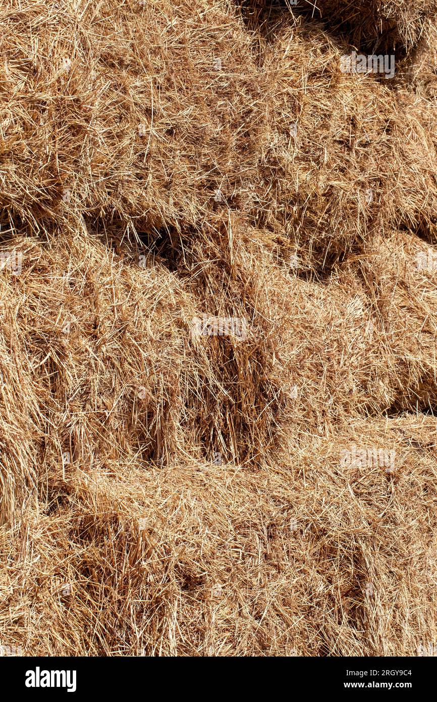 hayloft warehouse with straw stacks after wheat harvest, grain farming ...