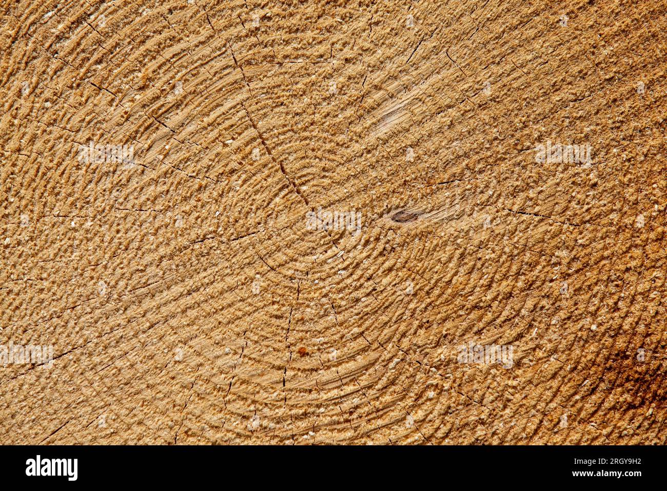a large amount of pine wood during logging, deforestation to obtain ...
