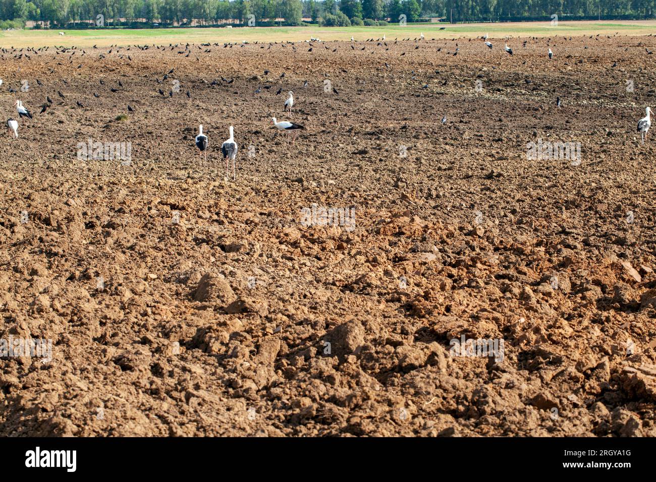 part of the territory of an agricultural field with fertile soil ...