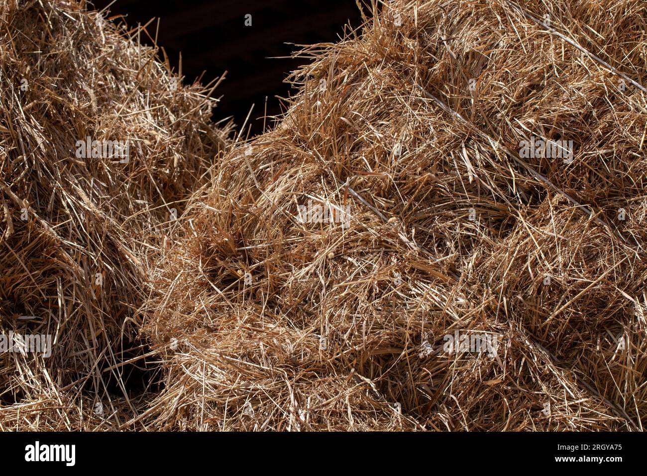 hayloft warehouse with straw stacks after wheat harvest, grain farming ...