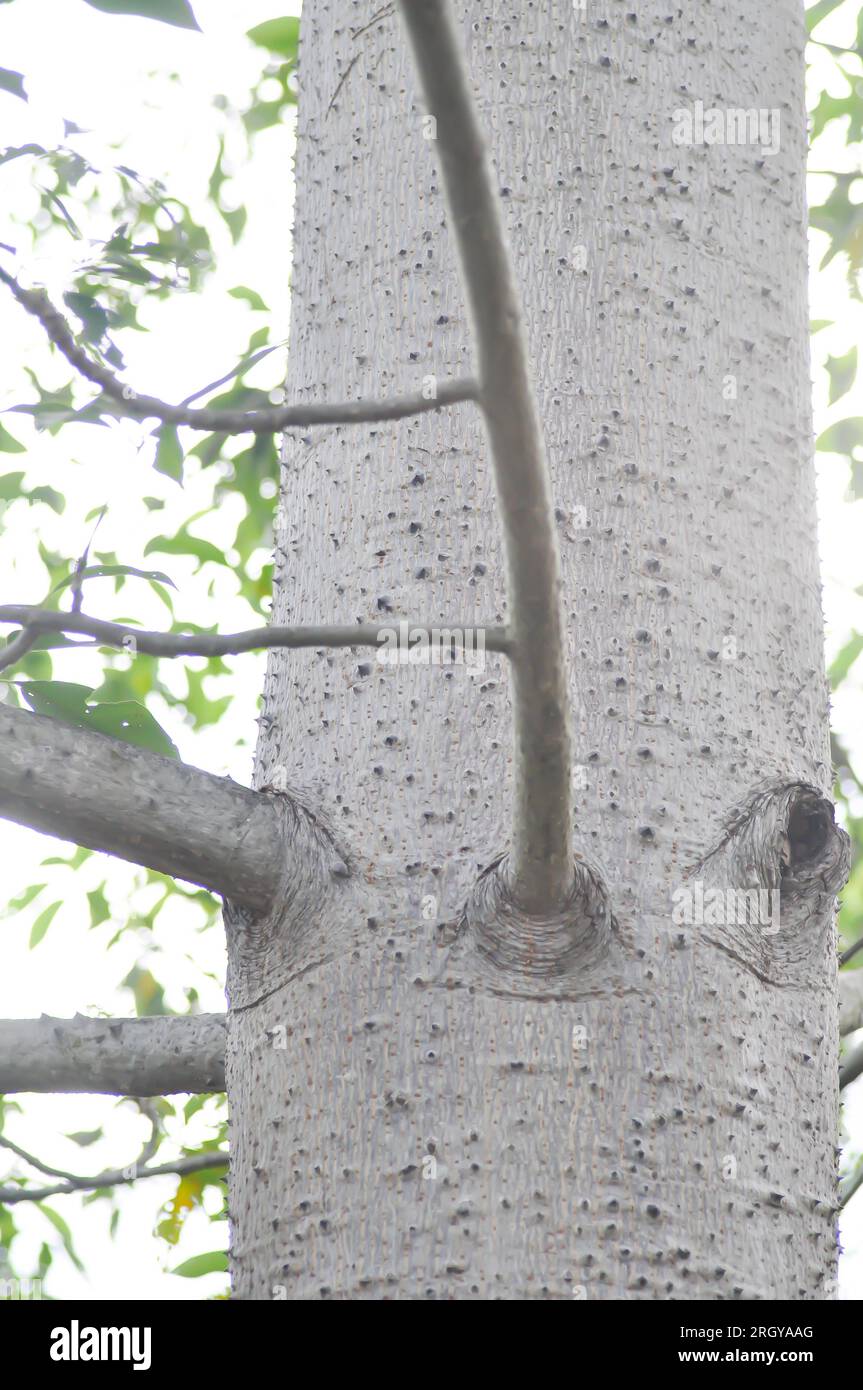 Bombax anceps pierre hi-res stock photography and images - Alamy