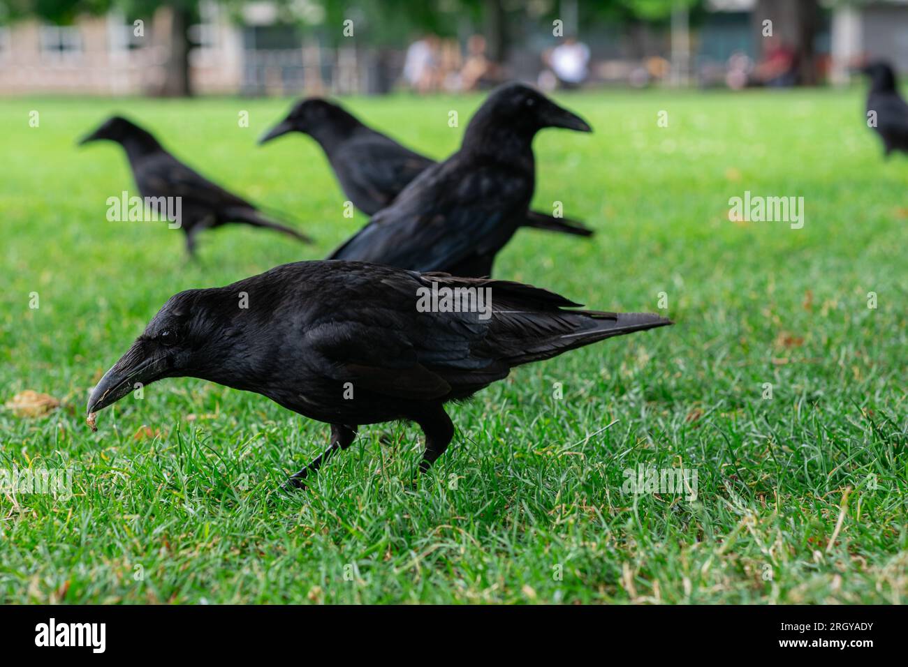 Black crowns walking on the green grass of lawn in the park. Many ...