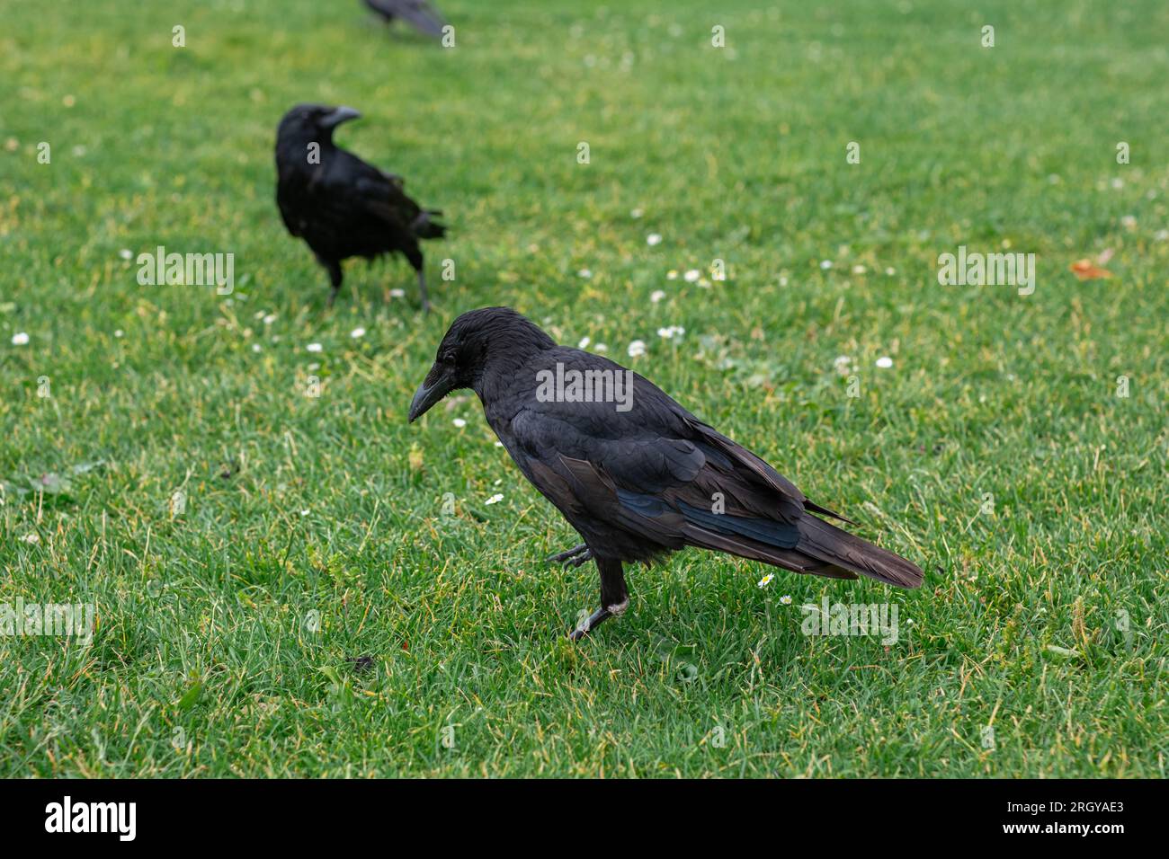 Black crowns walking on the green grass of lawn in the park. Many ...