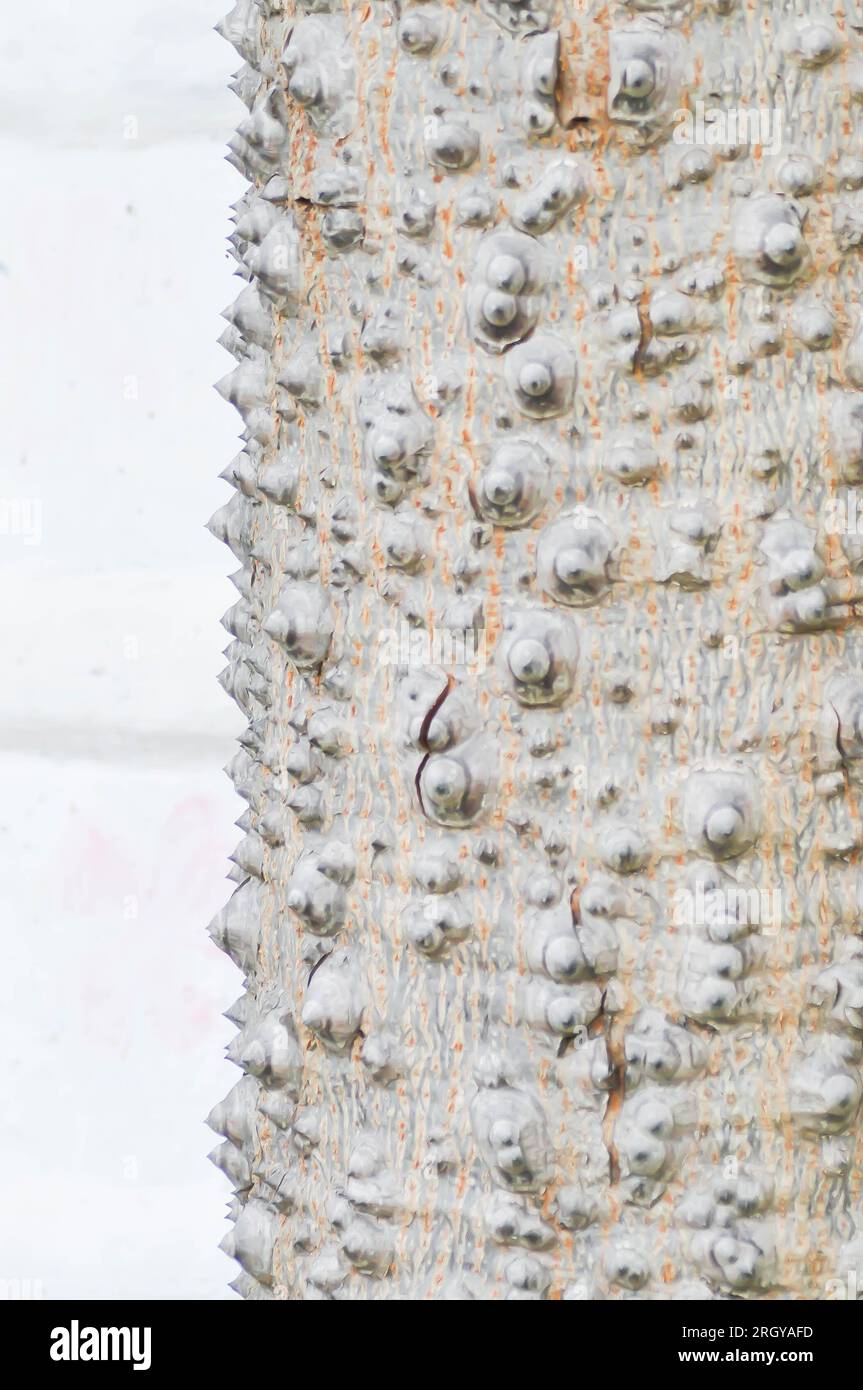 Bombax anceps Pierre, nBombacaceae,Bombax ceiba Linn or BOMBACACEAE ...