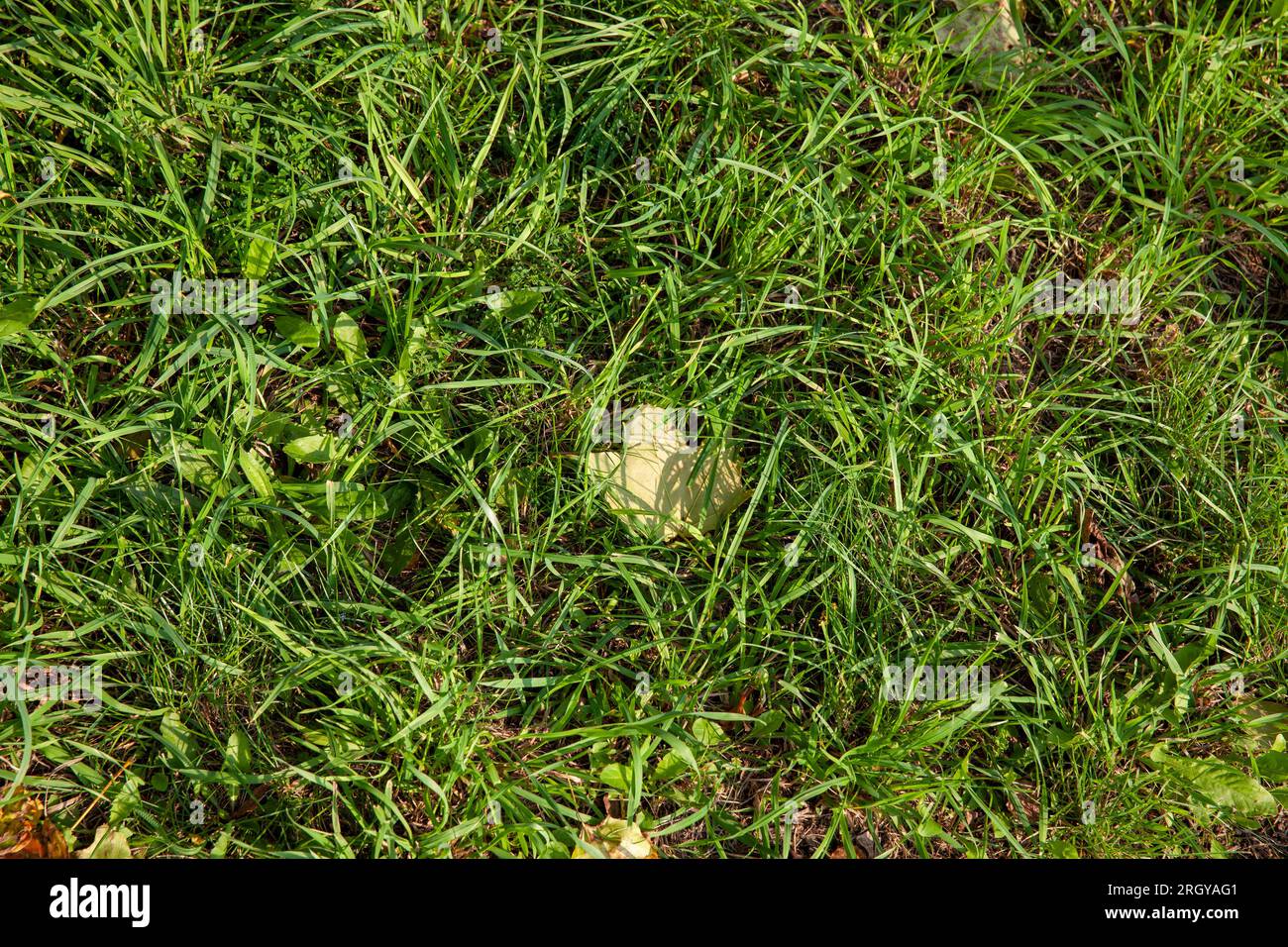 part of the field where green grass grows, green grass growing in the ...