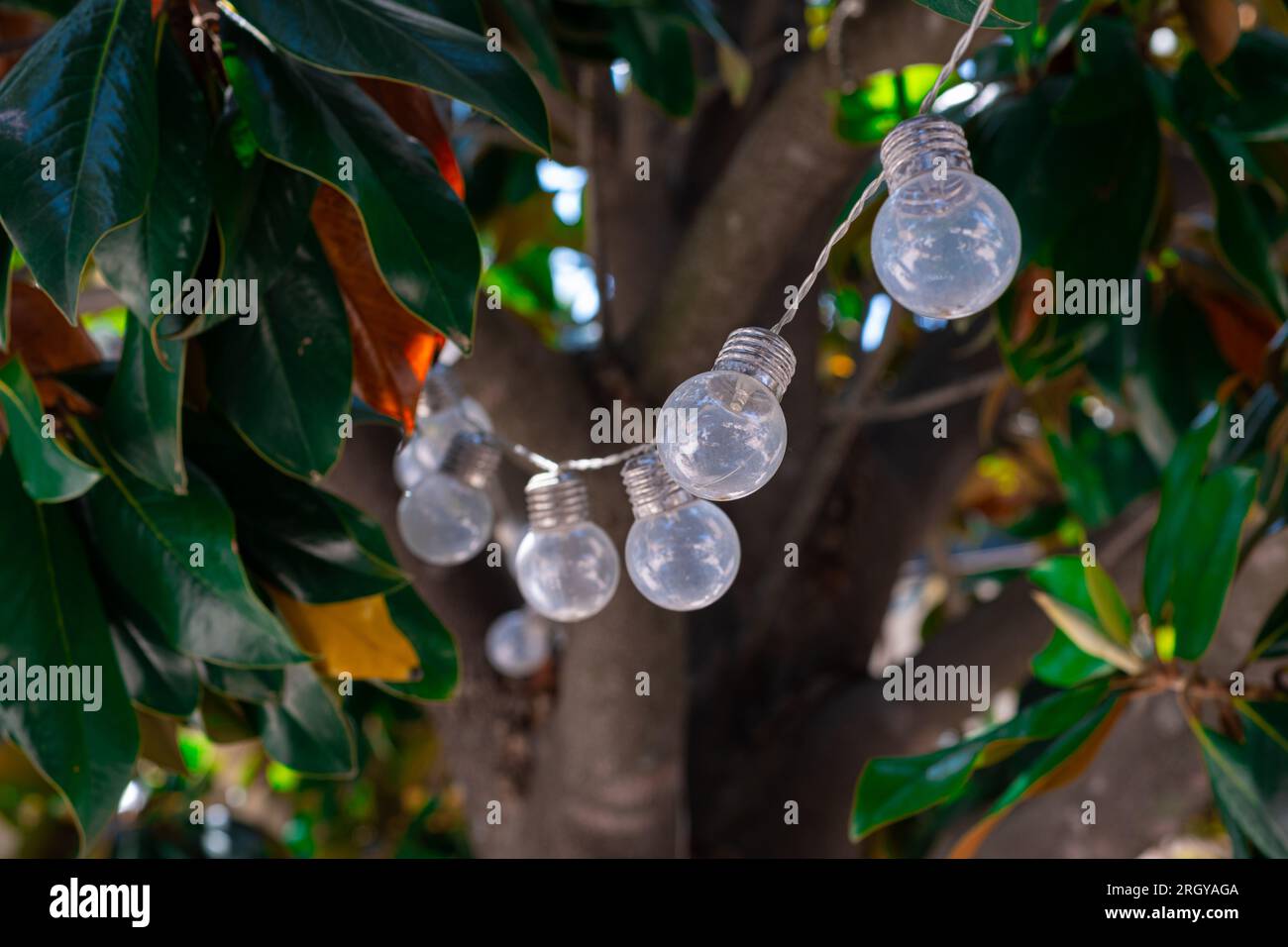 A garland of light bulbs on a ficus tree during the day. Green glossy ...