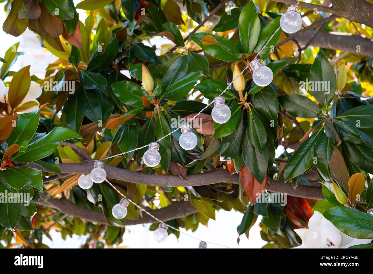 Decorate tree trunk hi-res stock photography and images - Alamy