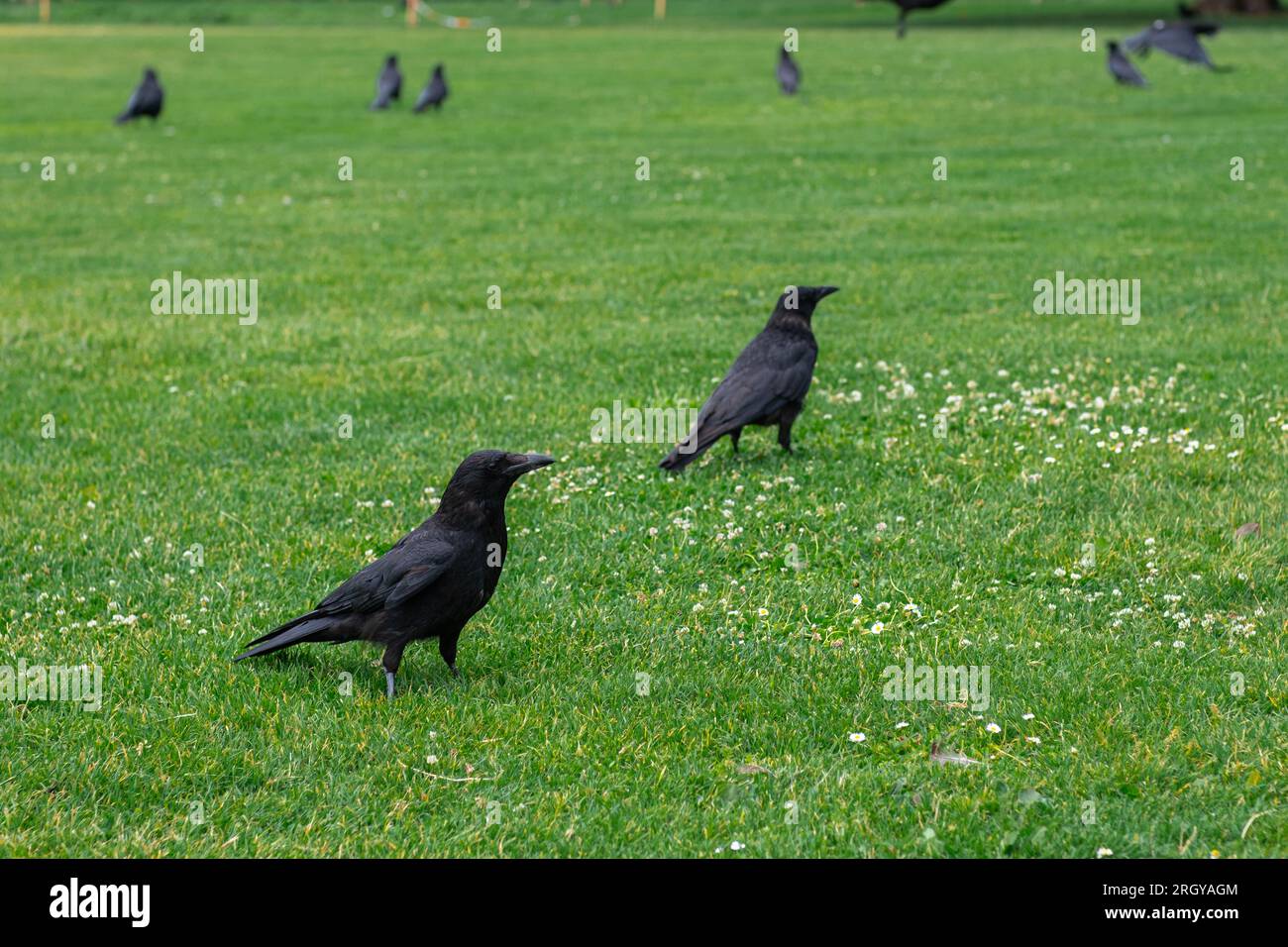 Black crowns walking on the green grass of lawn in the park. Many ...