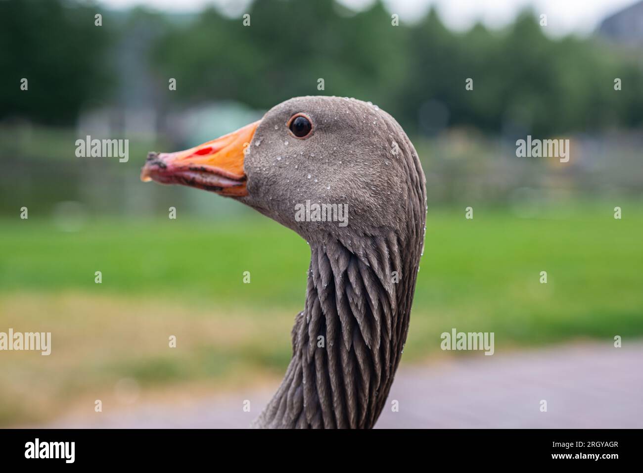 Grey domestic goose portrait. Close up image of goose's head, eyes and ...