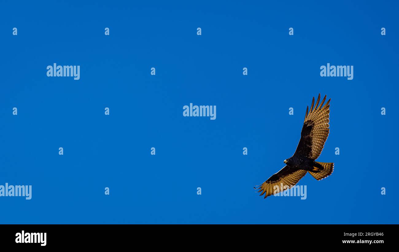Colorado peregrine falcon hi-res stock photography and images - Alamy