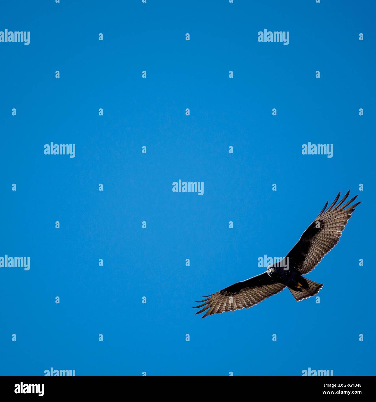 Colorado peregrine falcon hi-res stock photography and images - Alamy