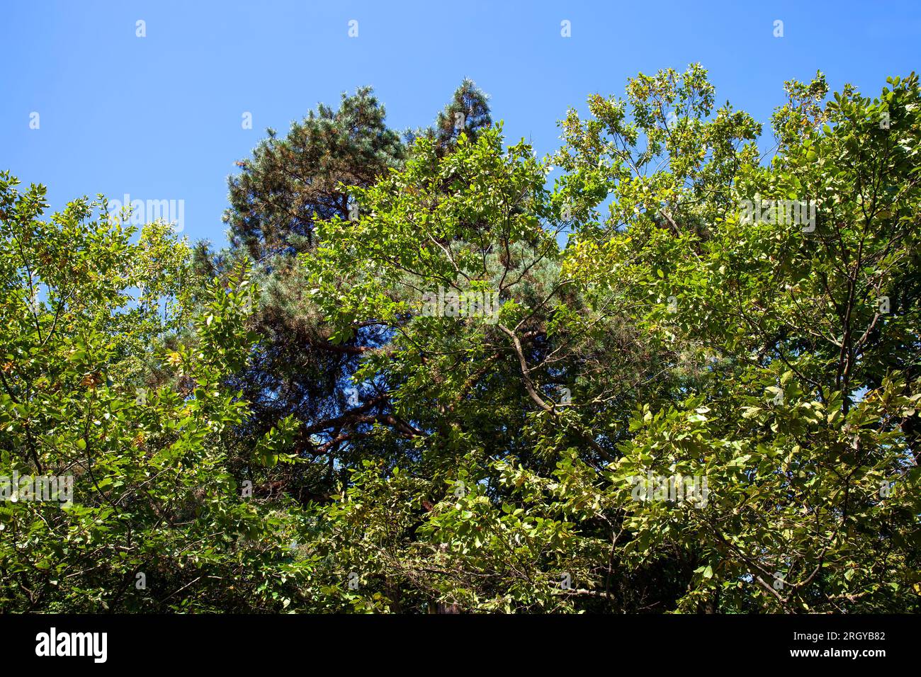 mixed forest with different types of deciduous trees, beautiful forest ...