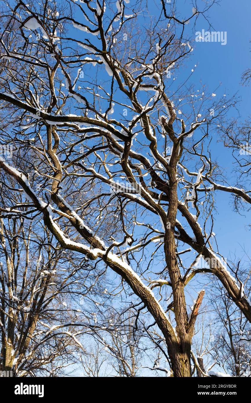 deciduous trees covered with snow in winter, frosty weather with trees ...