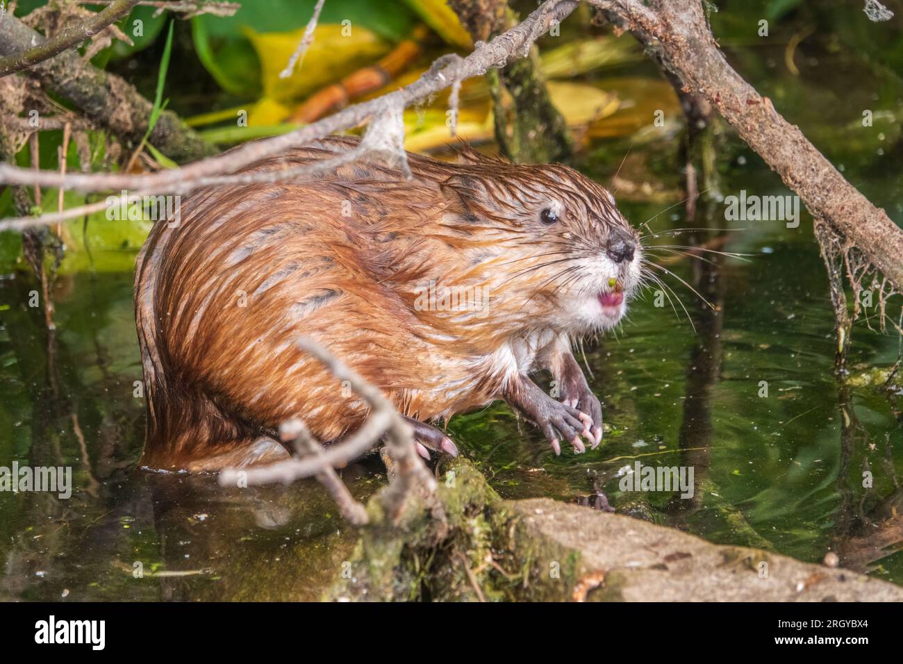 Wild animal Muskrat, Ondatra zibethicuseats, eats on the river bank. Muskrat, Ondatra zibethicus ...
