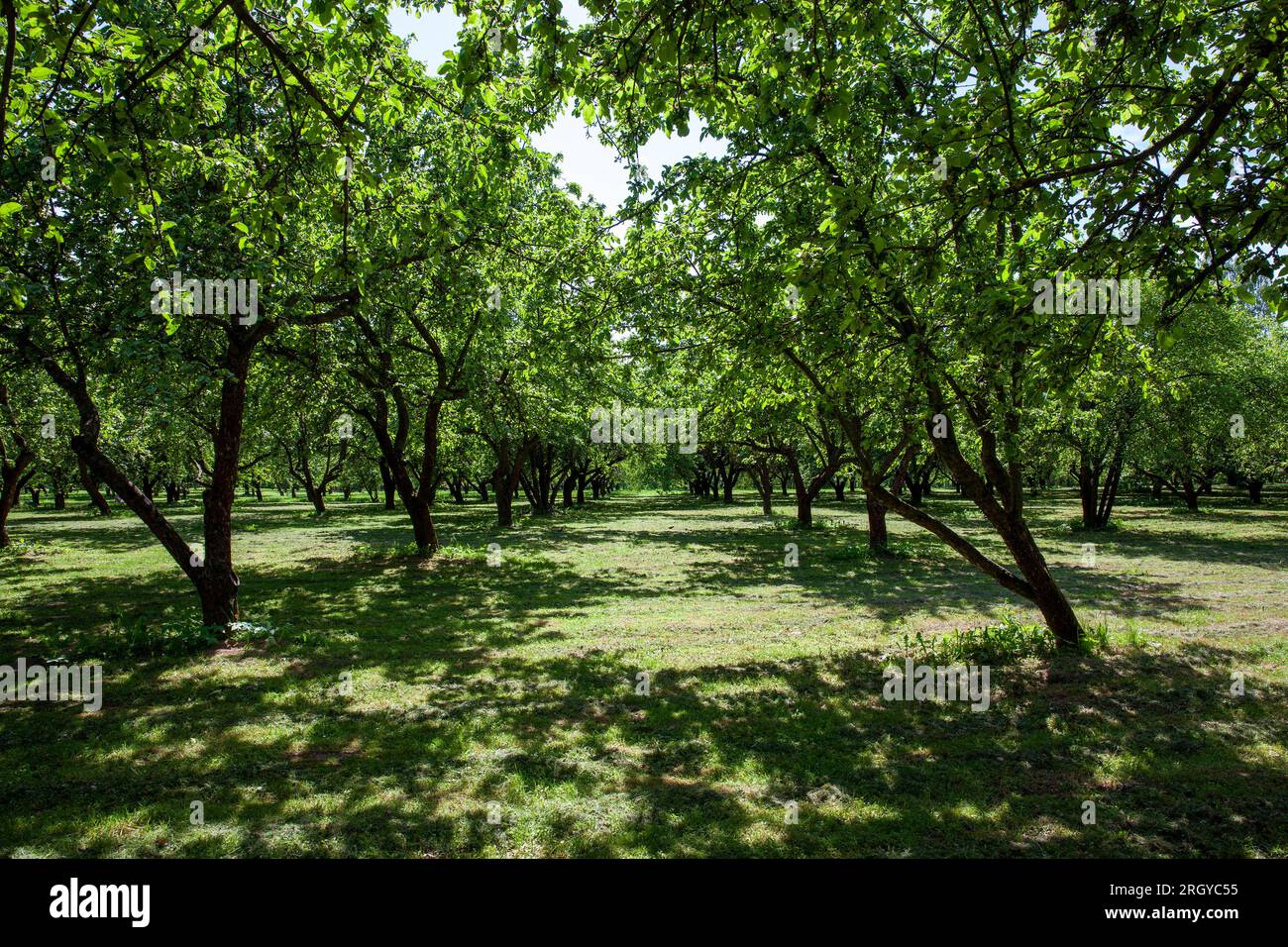 deciduous trees growing in the park in the sunny summer , the crowns of ...