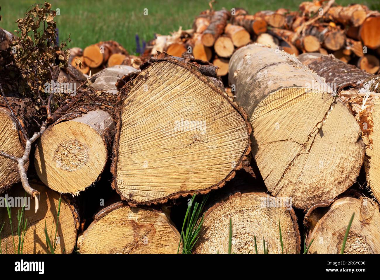 a large amount of pine wood during logging, deforestation to obtain ...