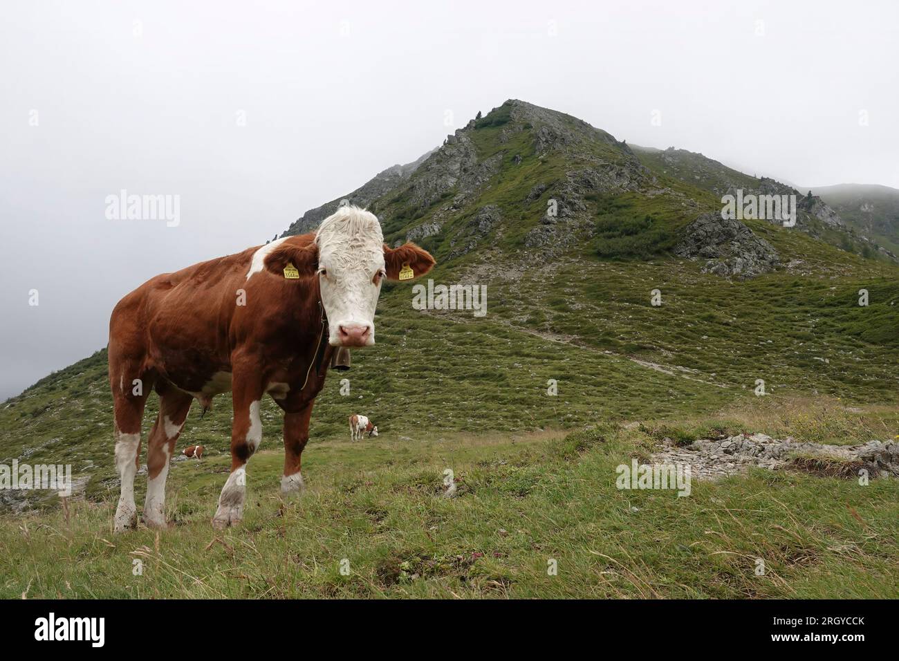 Austrian cow bell hi-res stock photography and images - Alamy