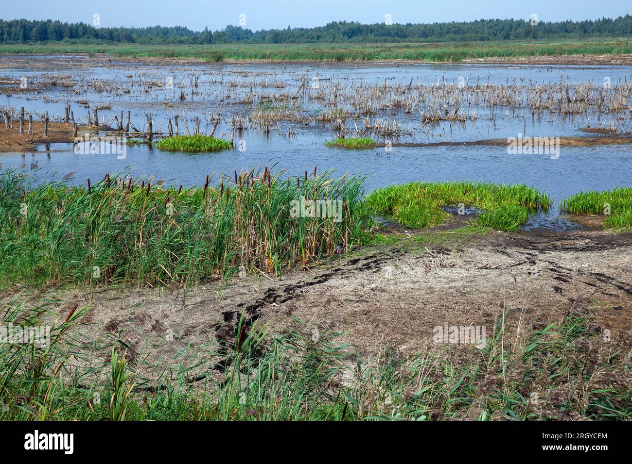 a swamp flooded with water with different vegetation, nature with ...