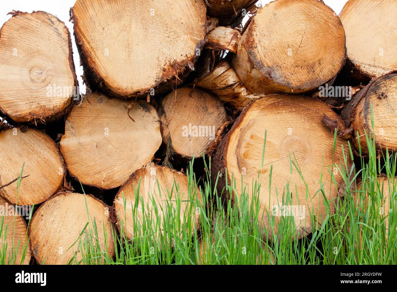 a large amount of pine wood during logging, deforestation to obtain ...