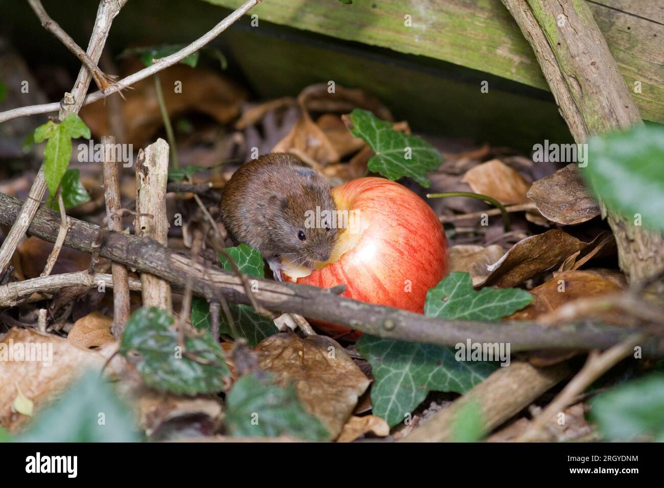 Apple mouse hi-res stock photography and images - Alamy